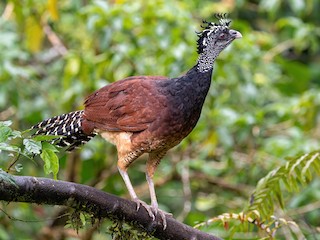 Hocofaisán - eBird