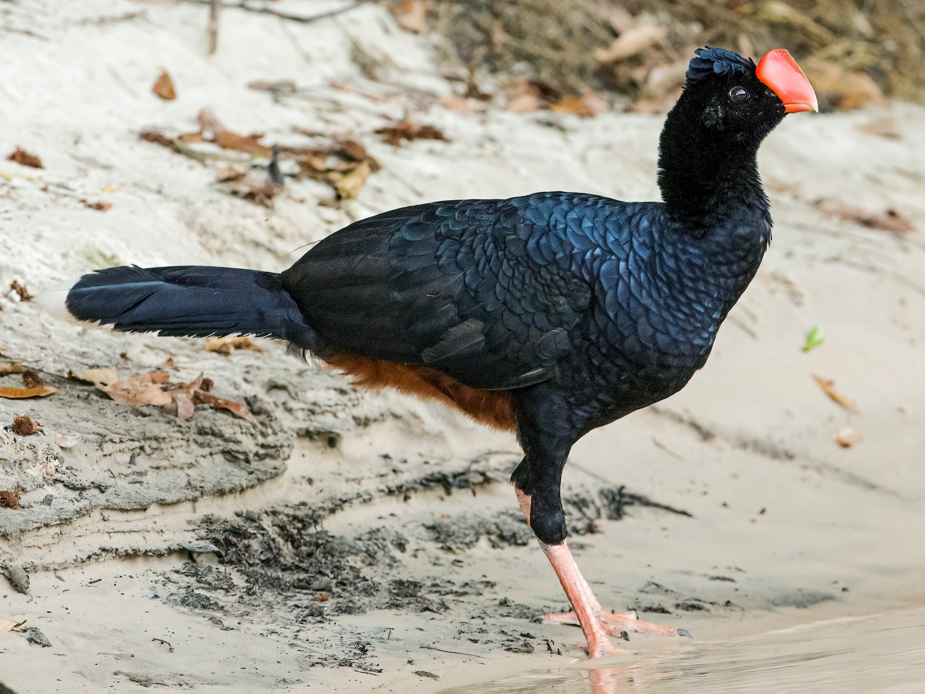 Razor-billed Curassow - eBird