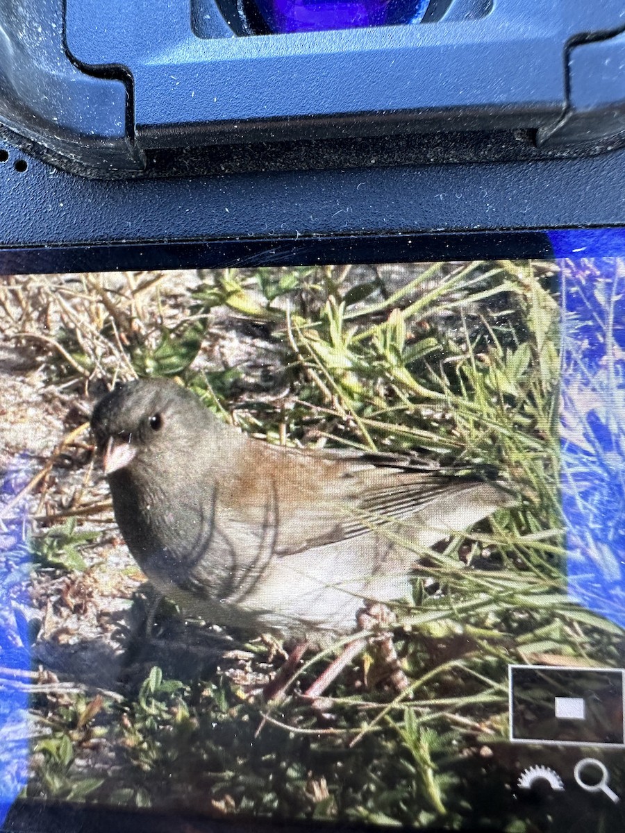eBird Checklist - 2 Nov 2023 - Cape Canaveral National Seashore--Apollo ...