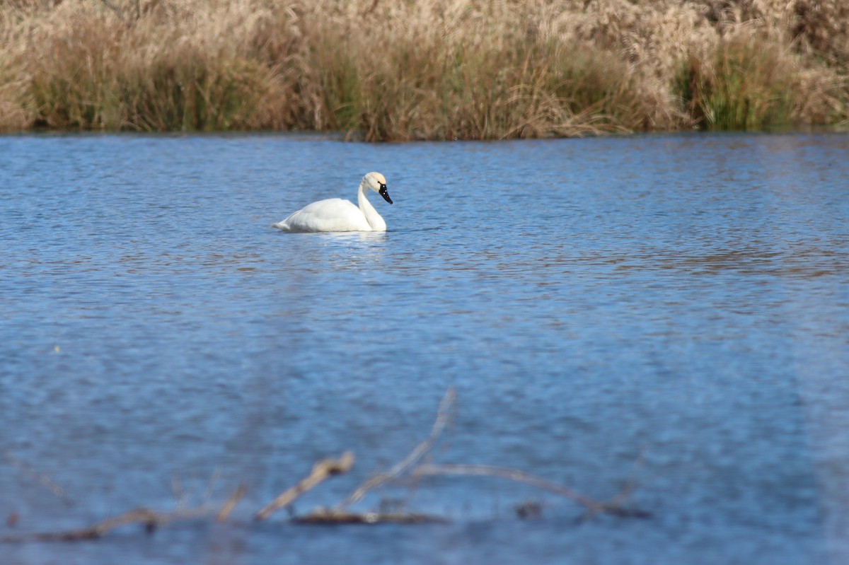 eBird Checklist - 2 Nov 2023 - Donegal Lake - 39 species (+1 other taxa)
