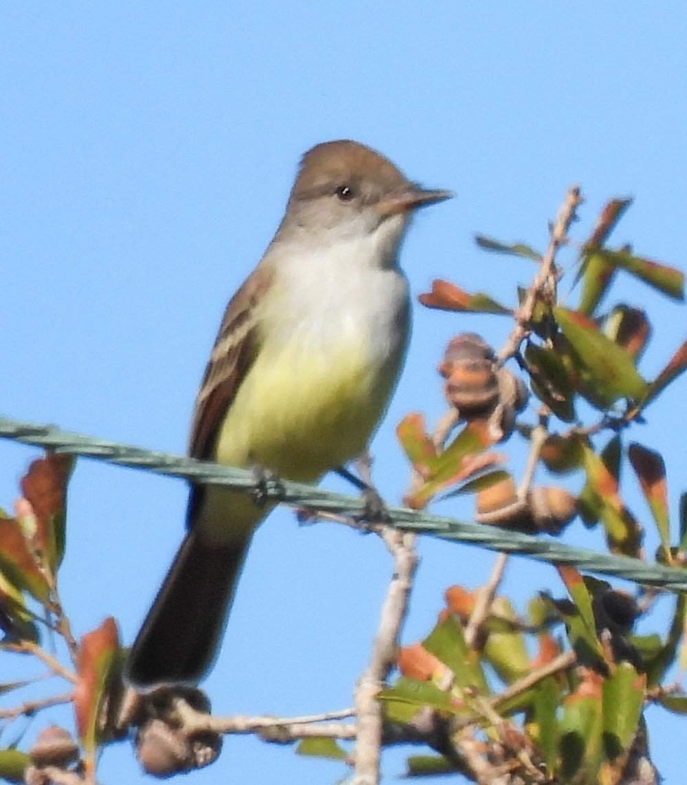 eBird Checklist - 2 Nov 2023 - Pine Gully Park (UTC 079) - 50 species