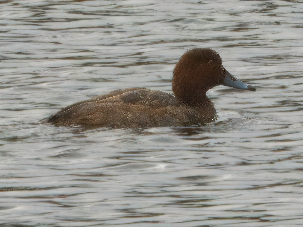 eBird Checklist - 2 Nov 2023 - Olympia--Capitol Lake North Pool - 9 species