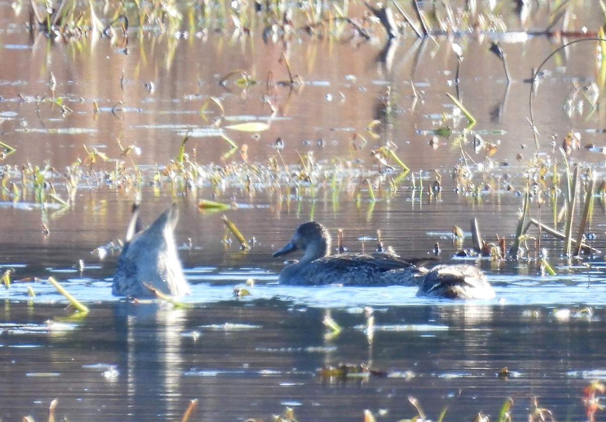 Mass Audubon eBird Checklist - 2 Nov 2023 - Stony Brook Wildlife ...