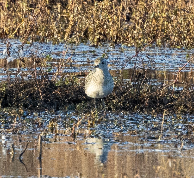 eBird Checklist - 2 Nov 2023 - Wallkill River NWR--Liberty Marsh ...