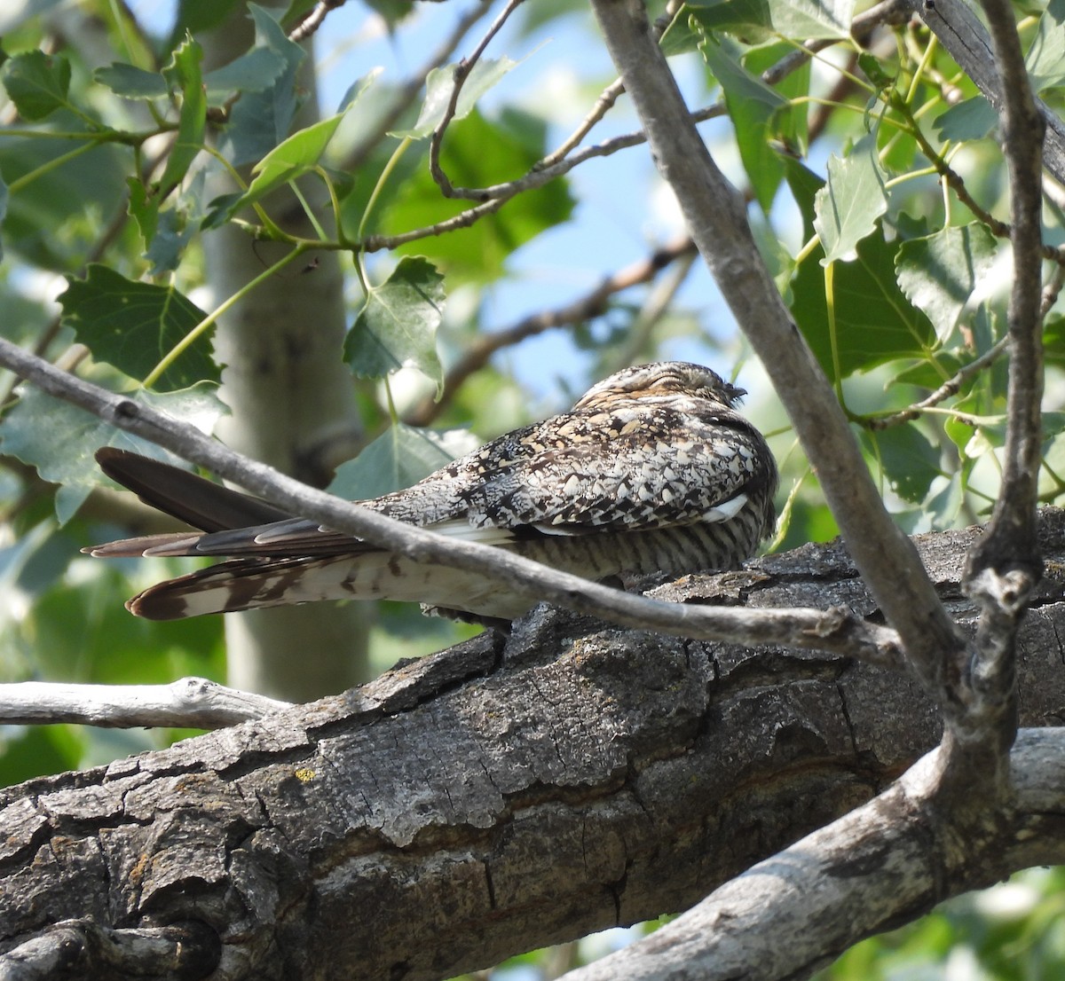 eBird Checklist - 8 Jul 2023 - Intake FAS - 21 species