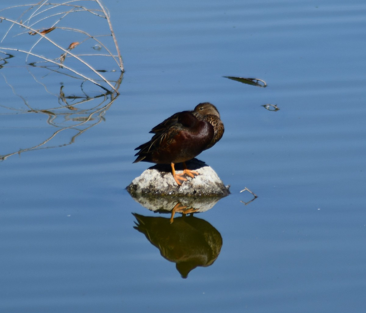 eBird Checklist - 2 Nov 2023 - Henderson Bird Viewing Preserve - 36 species