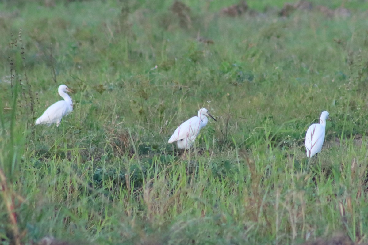 eBird Checklist - 3 Nov 2023 - Lag-asan, Bago City - 11 species (+2 ...
