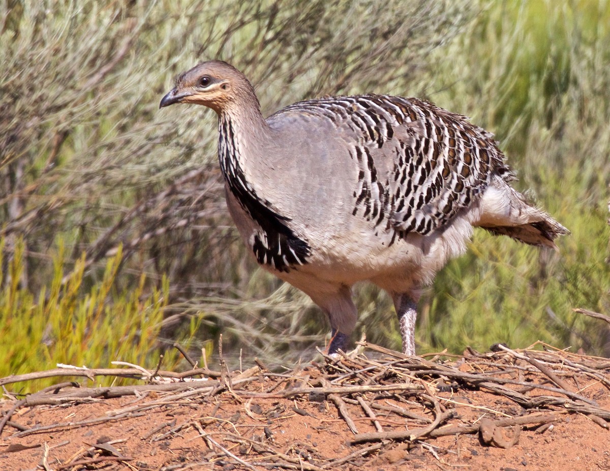 eBird Checklist - 2 Nov 2023 - Gluepot Reserve - 12 species