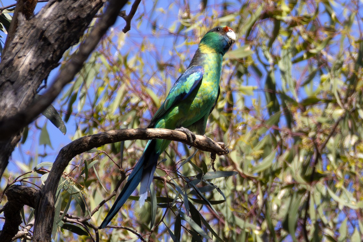 eBird Checklist - 3 Nov 2023 - Condobolin Lake Cargelligo Road, Lake ...