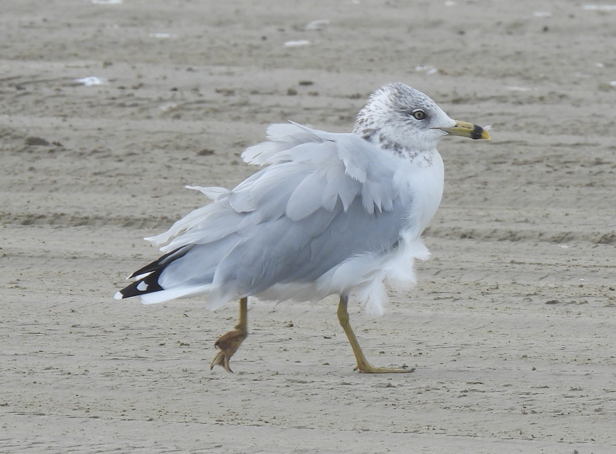 eBird Checklist - 25 Oct 2023 - Port Aransas Jetty (CTC 058) - 16 species