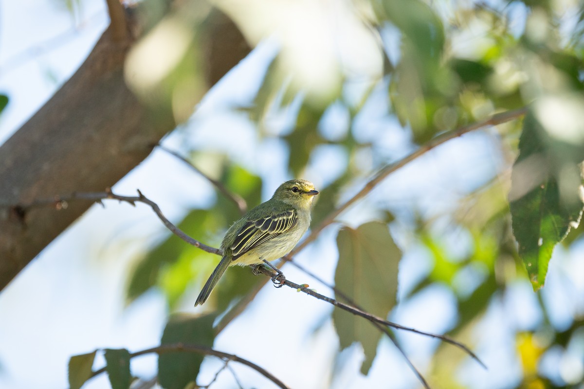 Golden-faced Tyrannulet (Coopmans's) - eBird