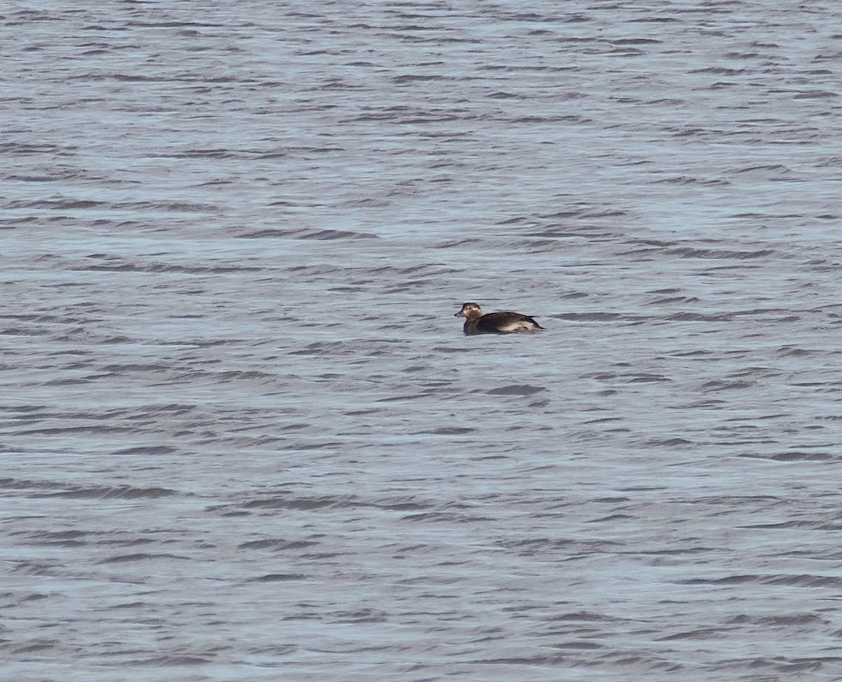 eBird Checklist - 3 Nov 2023 - Marine Parade and Swalecliffe Whitstable ...