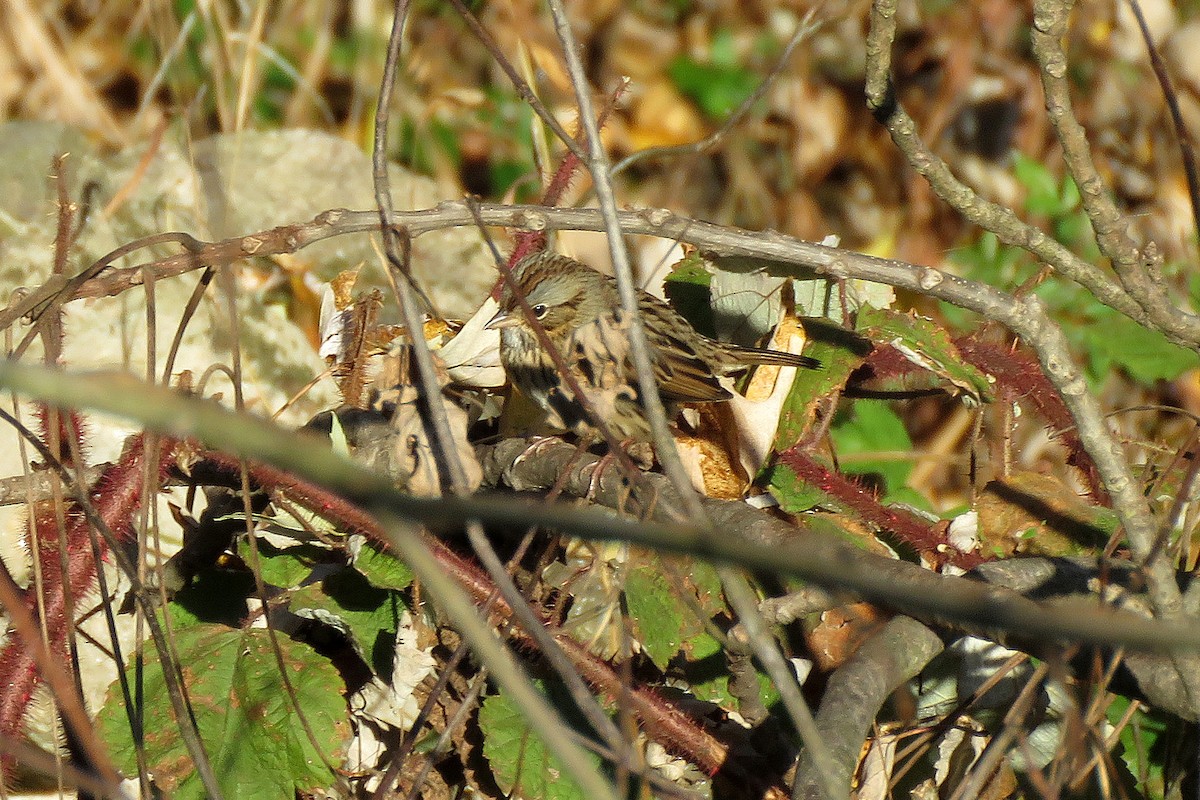 eBird Checklist - 3 Nov 2023 - Mt. Hebron Sewage Pumping Station Road ...