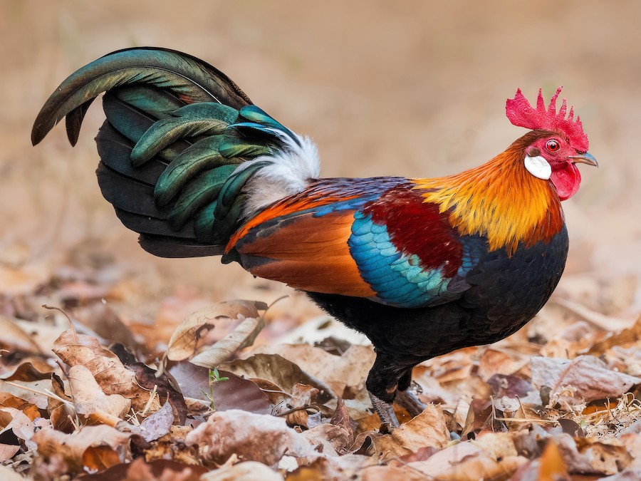 Red Junglefowl - eBird