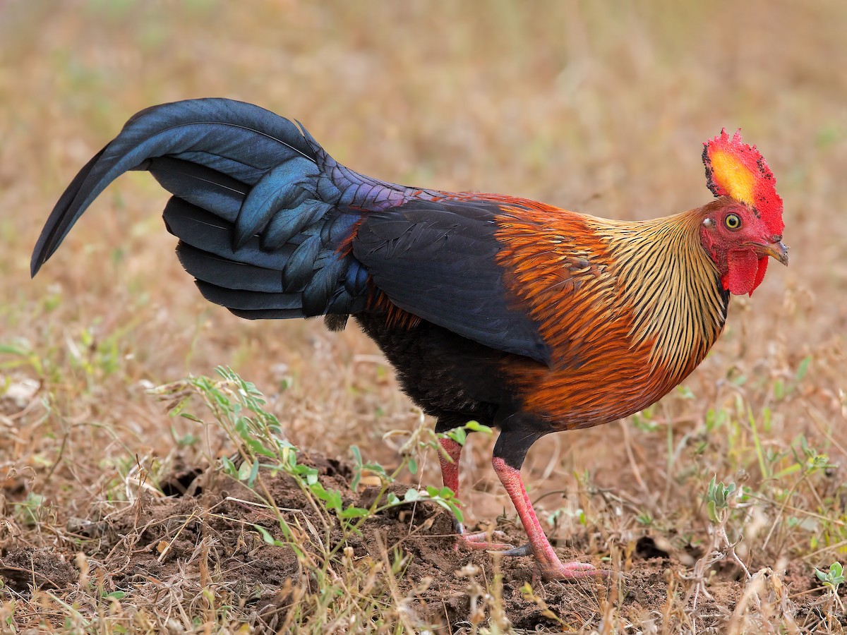 Sri Lanka Junglefowl - Gallus lafayettii - Birds of the World