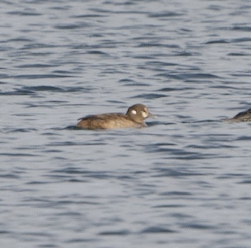 eBird Checklist - 3 Nov 2023 - Collingwood Arboretum trails - 23 species