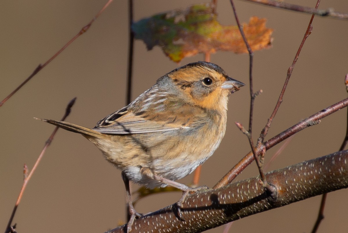 North Carolina Bird Atlas Checklist - 3 Nov 2023 - Lake Crabtree County ...