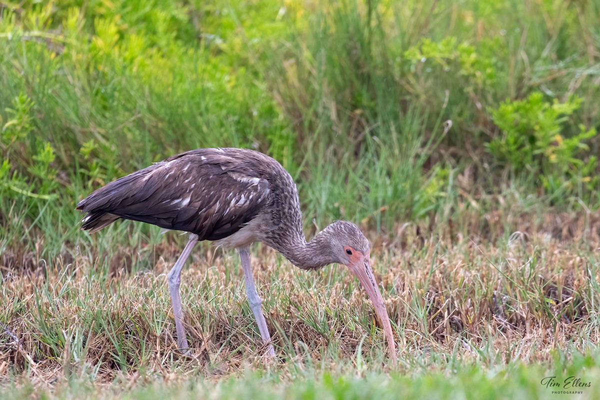 eBird Checklist - 29 Oct 2023 - Everglades NP--Flamingo - 22 species ...