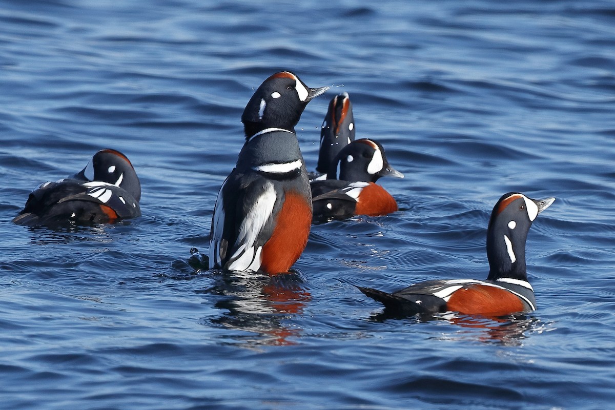 eBird Checklist - 3 Nov 2023 - Halibut Point SP - 53 species