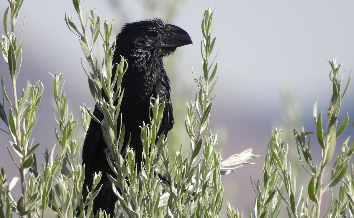 eBird Checklist - 3 Nov 2023 - Henderson Bird Viewing Preserve - 58 species