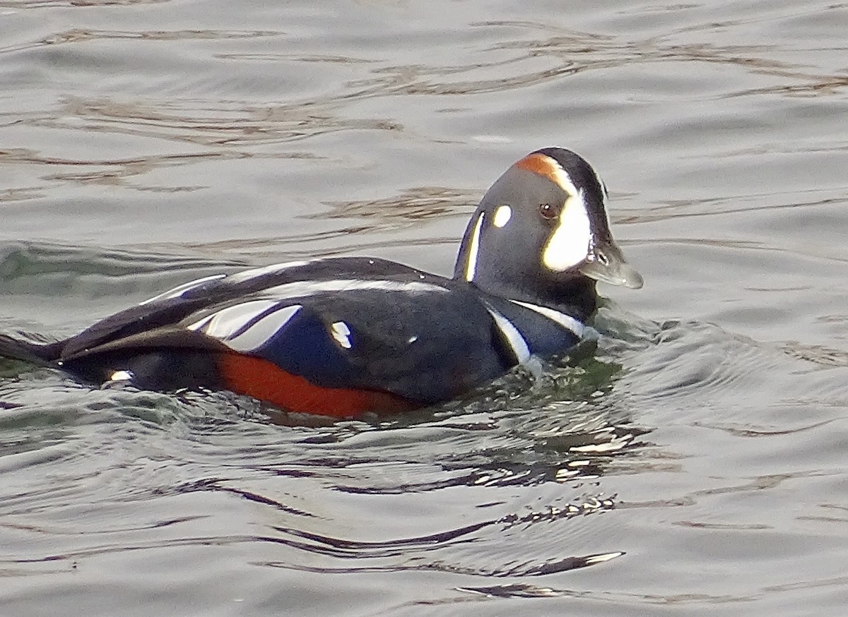 eBird Checklist - 3 Nov 2023 - Calgary--Carburn Park - 12 species