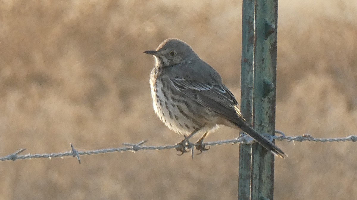 eBird Checklist - 3 Nov 2023 - Pixley NWR - 49 species