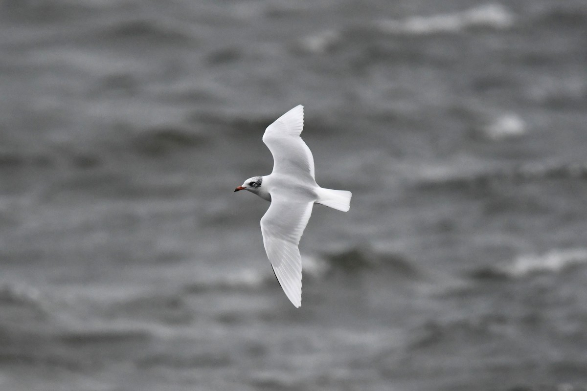 eBird Checklist - 31 Oct 2023 - Castletown Promenade (Castletown beach ...