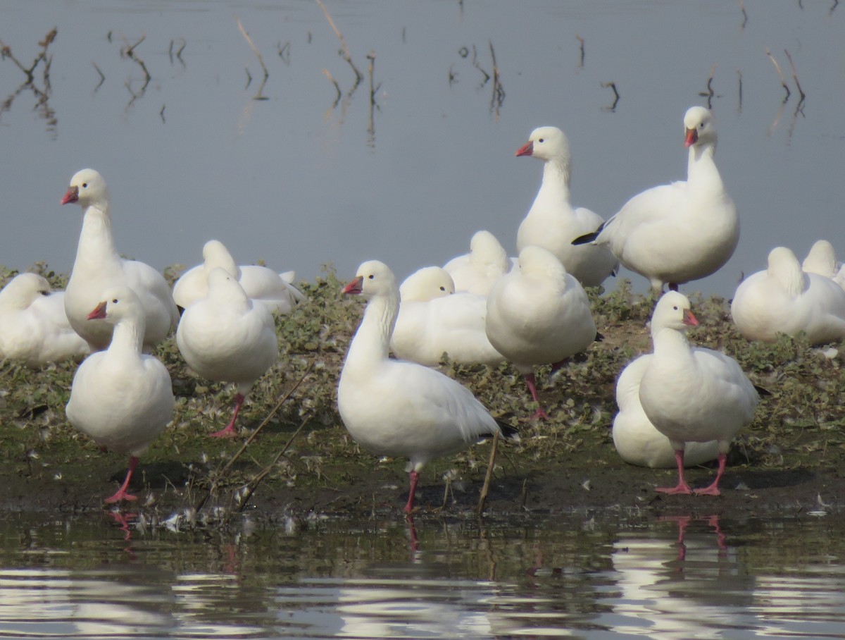 eBird Checklist - 2 Nov 2023 - Colusa NWR--Auto Tour Route - 33 species ...