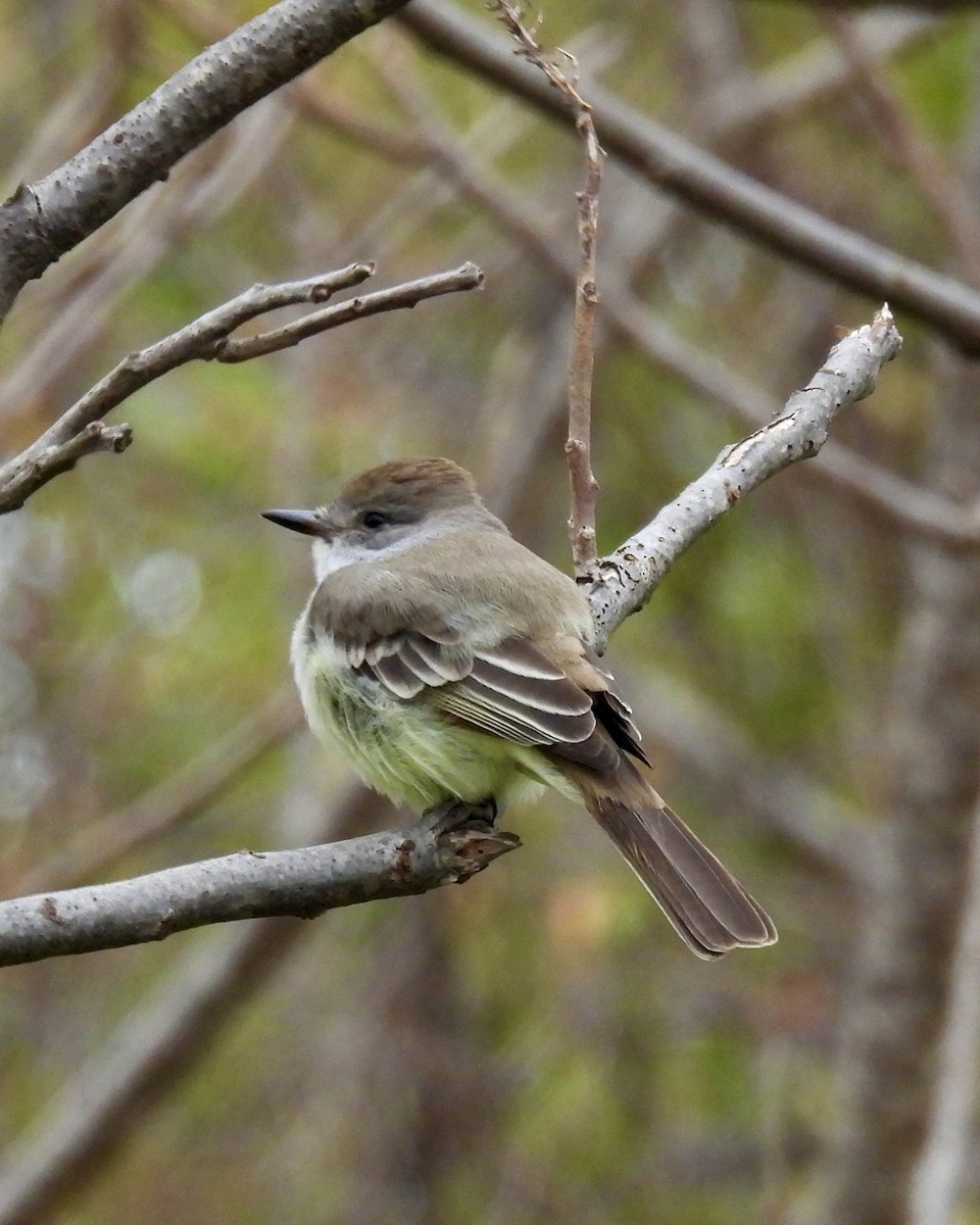 eBird Checklist - 3 Nov 2023 - Halibut Point SP - 18 species