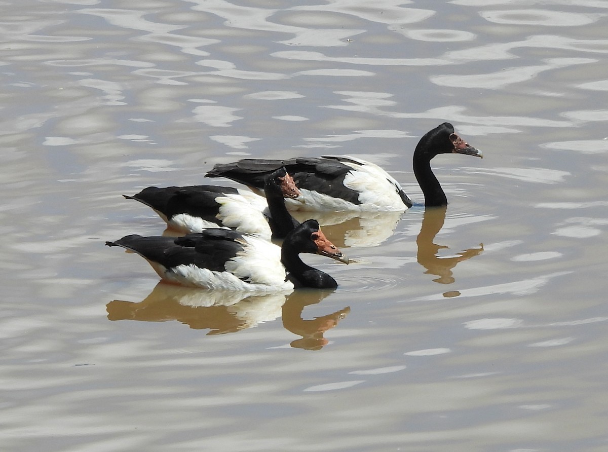 eBird Checklist - 18 Oct 2023 - Hasties Swamp National Park - 25 species