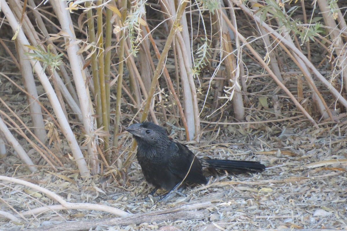 eBird Checklist - 3 Nov 2023 - Henderson Bird Viewing Preserve - 46 species