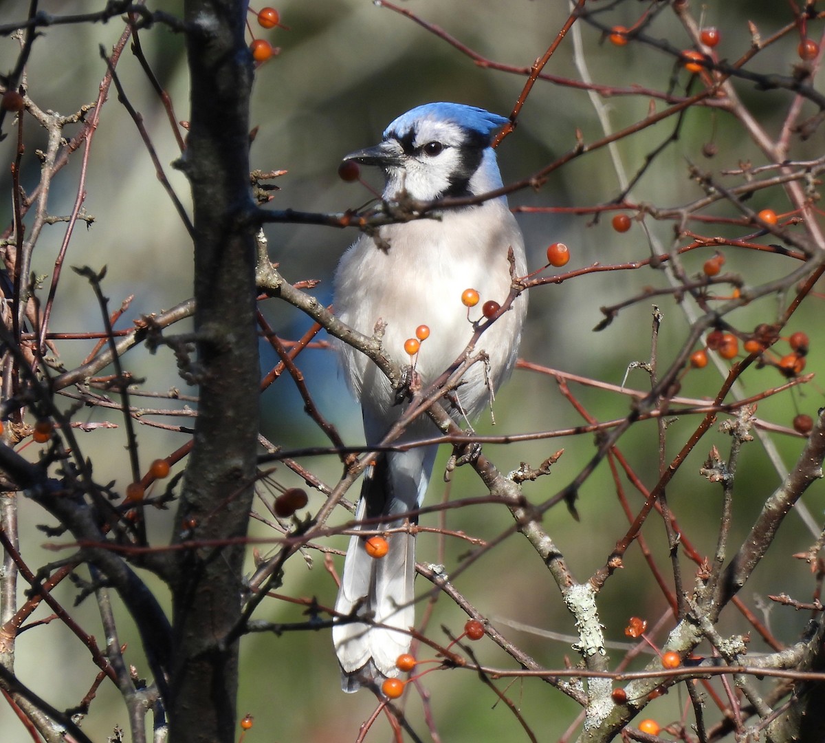 Mass Audubon eBird Checklist - 3 Nov 2023 - Moose Hill Wildlife ...