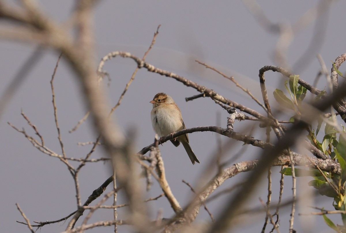 eBird Checklist - 13 Sep 2023 - Fleming Slough - 28 species