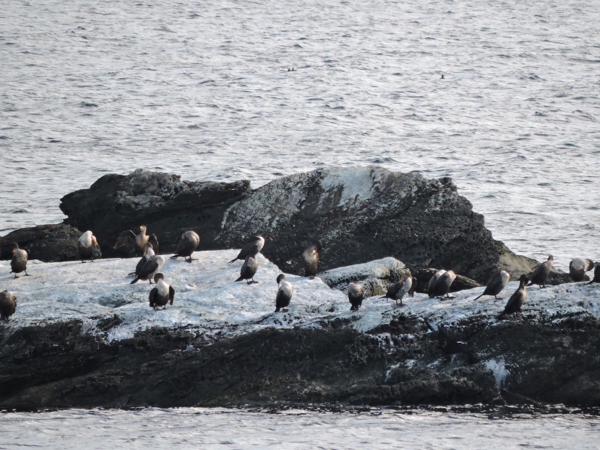 eBird Checklist - 3 Nov 2023 - Sachuest Point NWR - 10 species