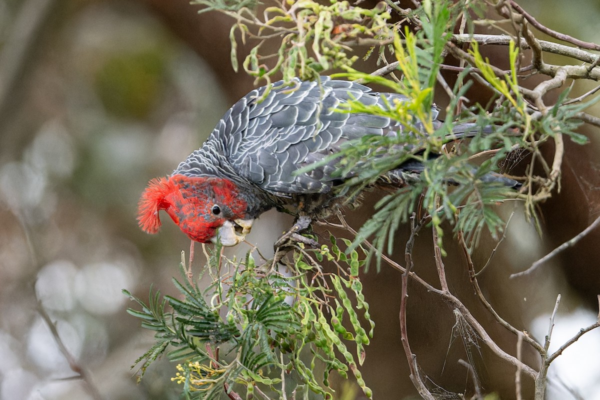eBird Australia Checklist - 4 Nov 2023 - Lysterfield Park - 52 species