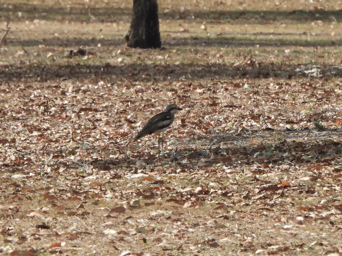 eBird Checklist - 18 Oct 2023 - Mareeba Golf Club - 2 species