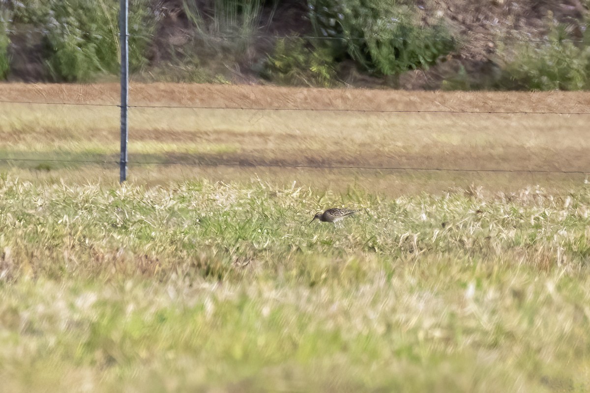 eBird Checklist - 4 Nov 2023 - Newell Rd - 17 species