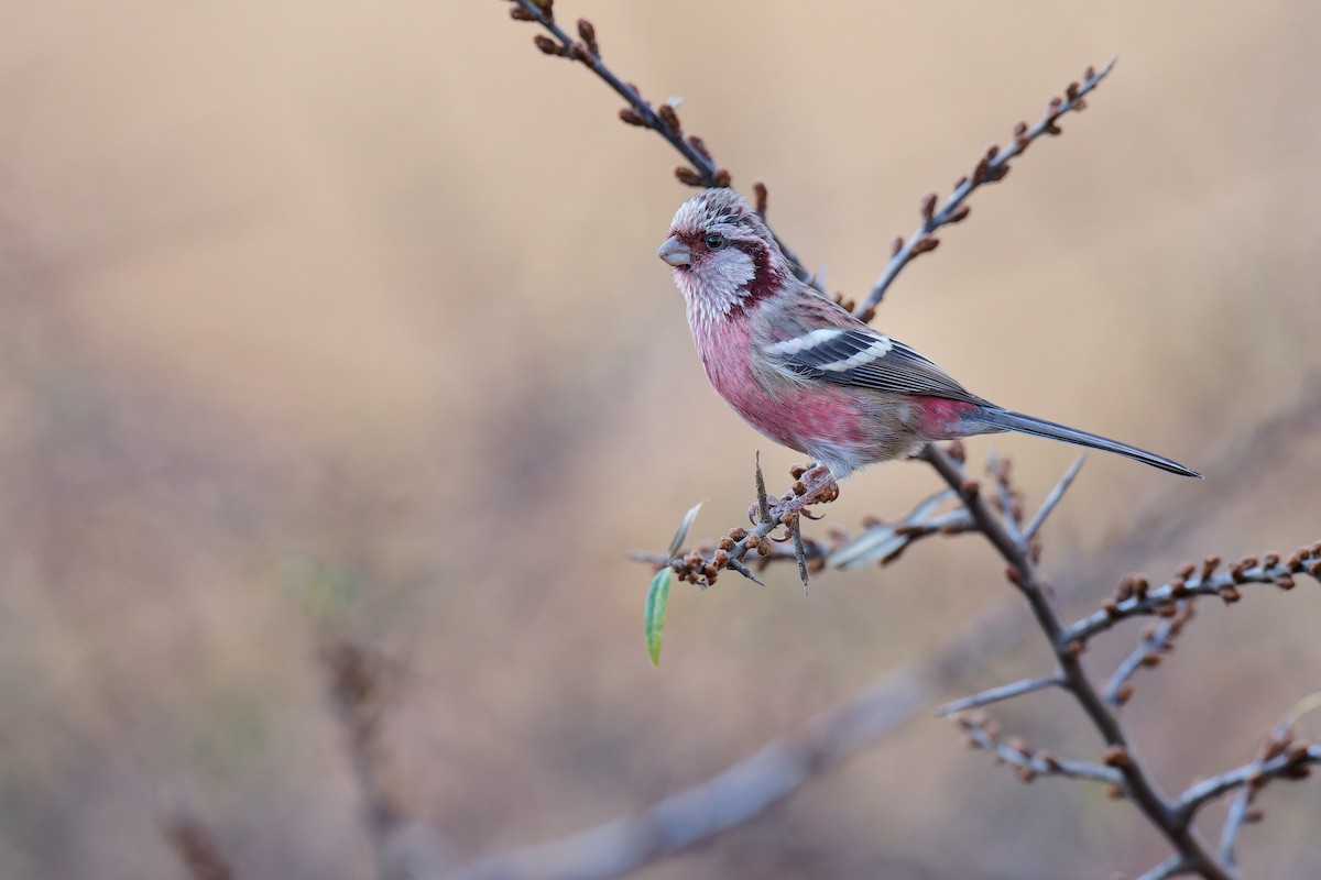 Long-tailed Rosefinch - Carpodacus sibiricus - Media Search - Macaulay ...