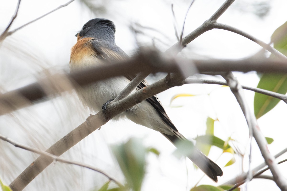 eBird Checklist - 3 Nov 2023 - Kully Bay Park, Warrawong - 34 species