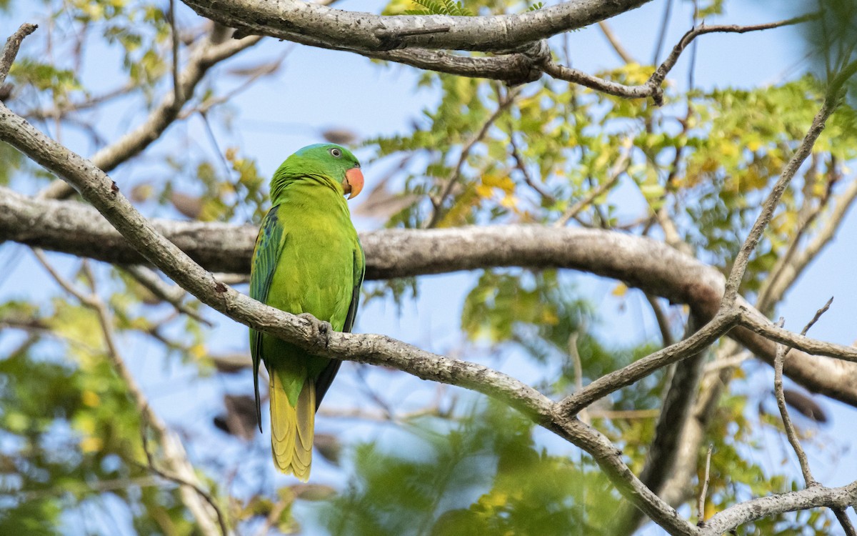 eBird Malaysia Checklist - 15 Oct 2023 - Kota Kinabalu--Tanjung Aru ...