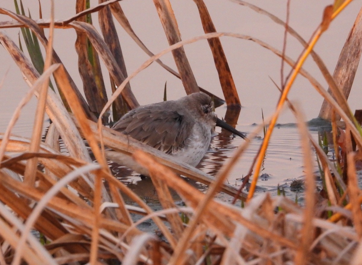 eBird Checklist - 4 Nov 2023 - Spruce Run Recreation Area - 41 species ...