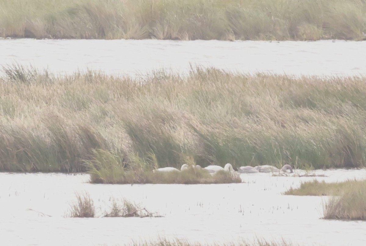 eBird Checklist - 4 Nov 2023 - GTM NERR--North Beach Access - 12 species