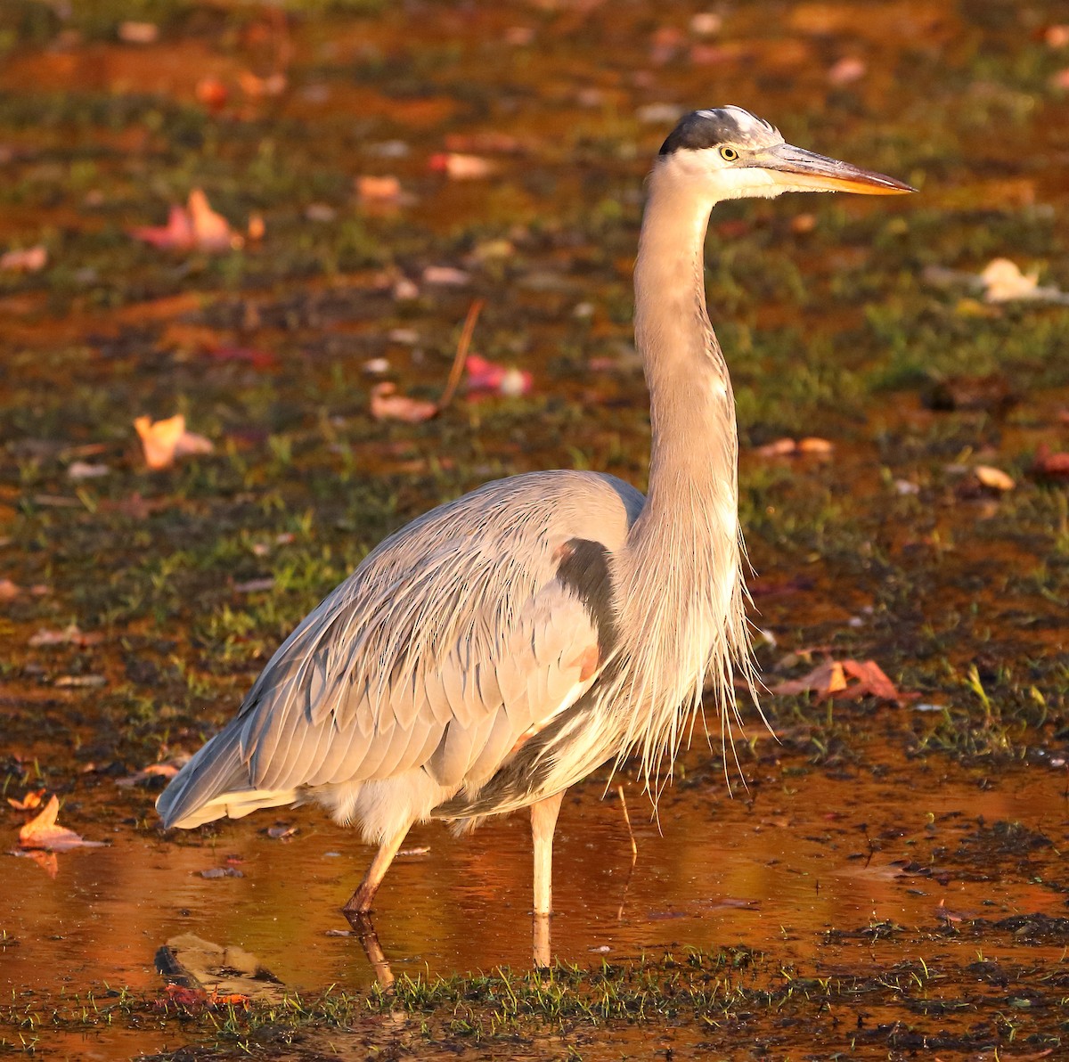 eBird Checklist - 4 Nov 2023 - Swan Harbor Farm Park - 46 species