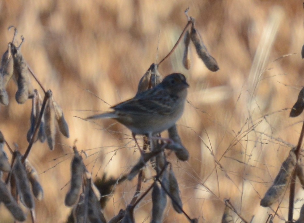 North Carolina Bird Atlas Checklist - 4 Nov 2023 - Biltmore Estate ...