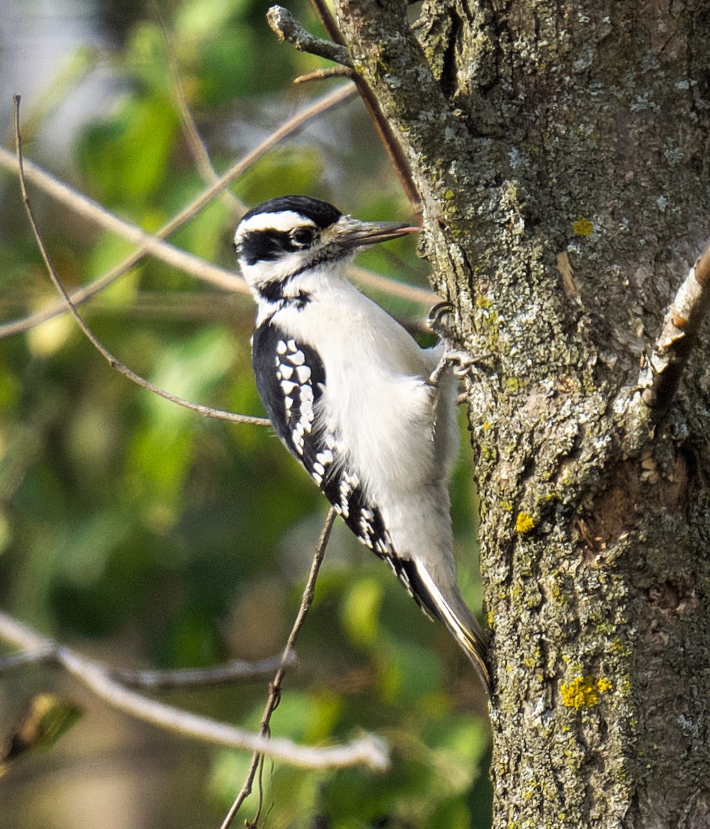 eBird Checklist - 4 Nov 2023 - Engel Conservation Area - 16 species