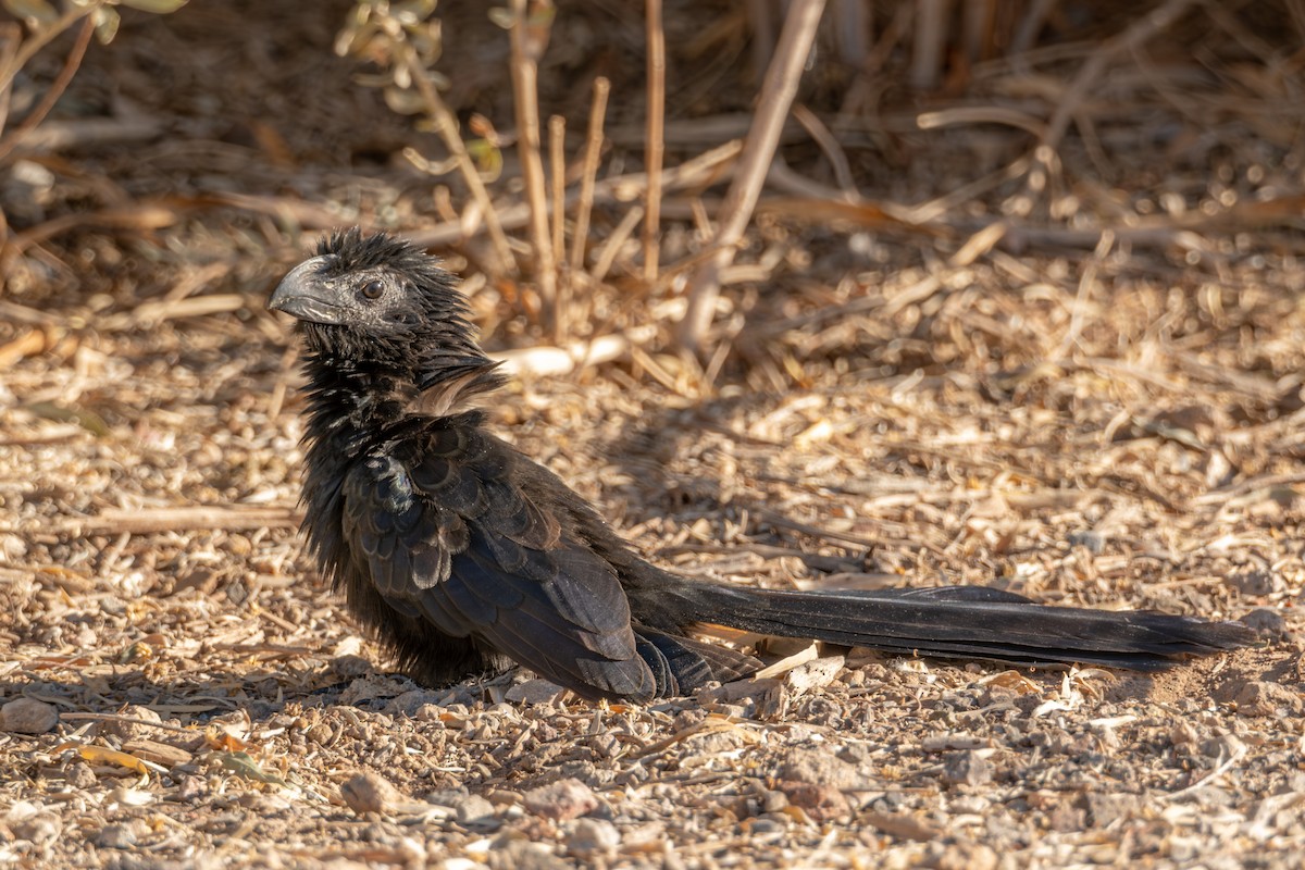 eBird Checklist - 4 Nov 2023 - Henderson Bird Viewing Preserve - 2 species