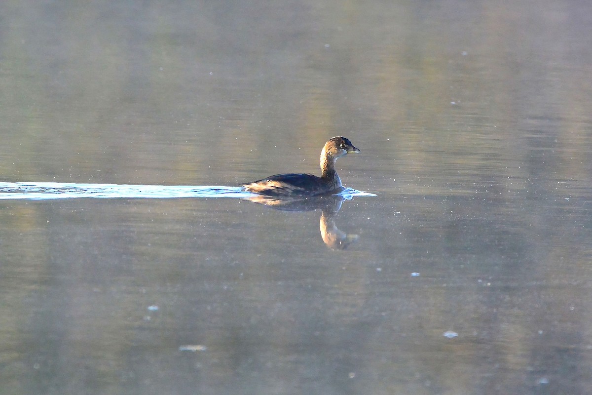eBird Checklist - 4 Nov 2023 - Silver Lake Regional Park - 43 species