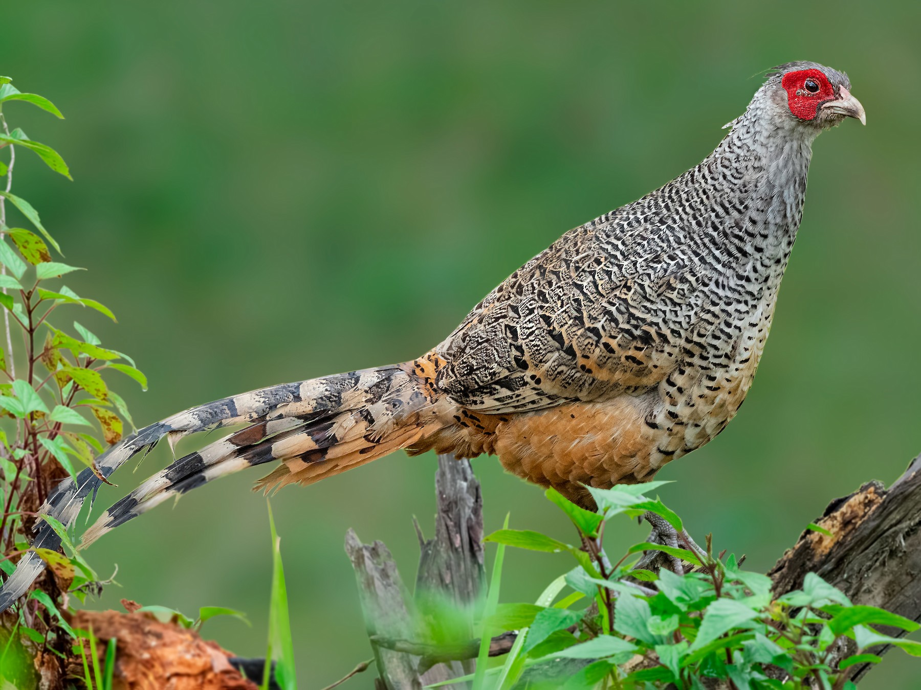 Cheer Pheasant - eBird