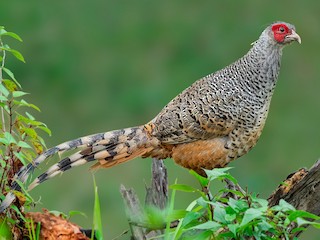 Cheer Pheasant - eBird