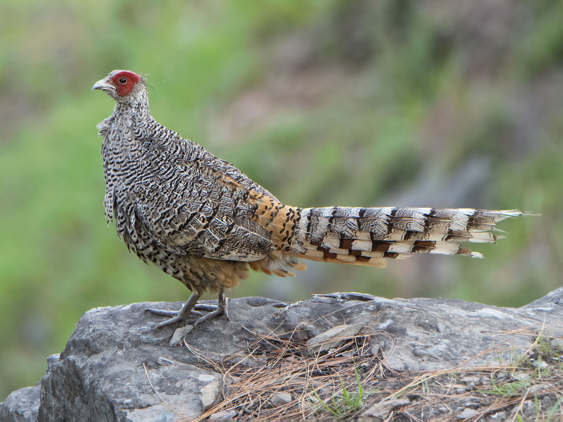 Cheer Pheasant - eBird